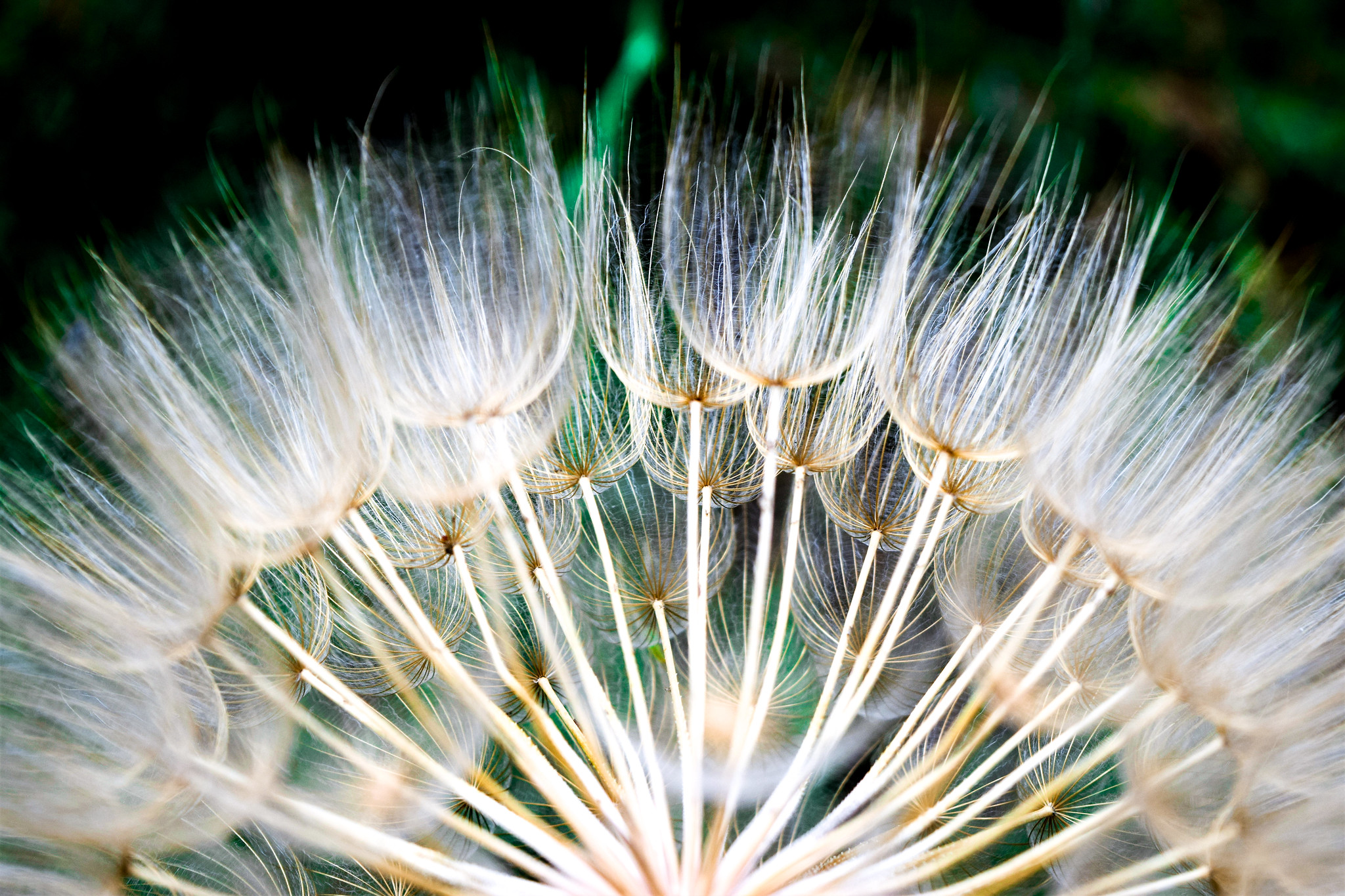 Actions – Biosena – Réseau régional de recherche sur la biodiversité et ...